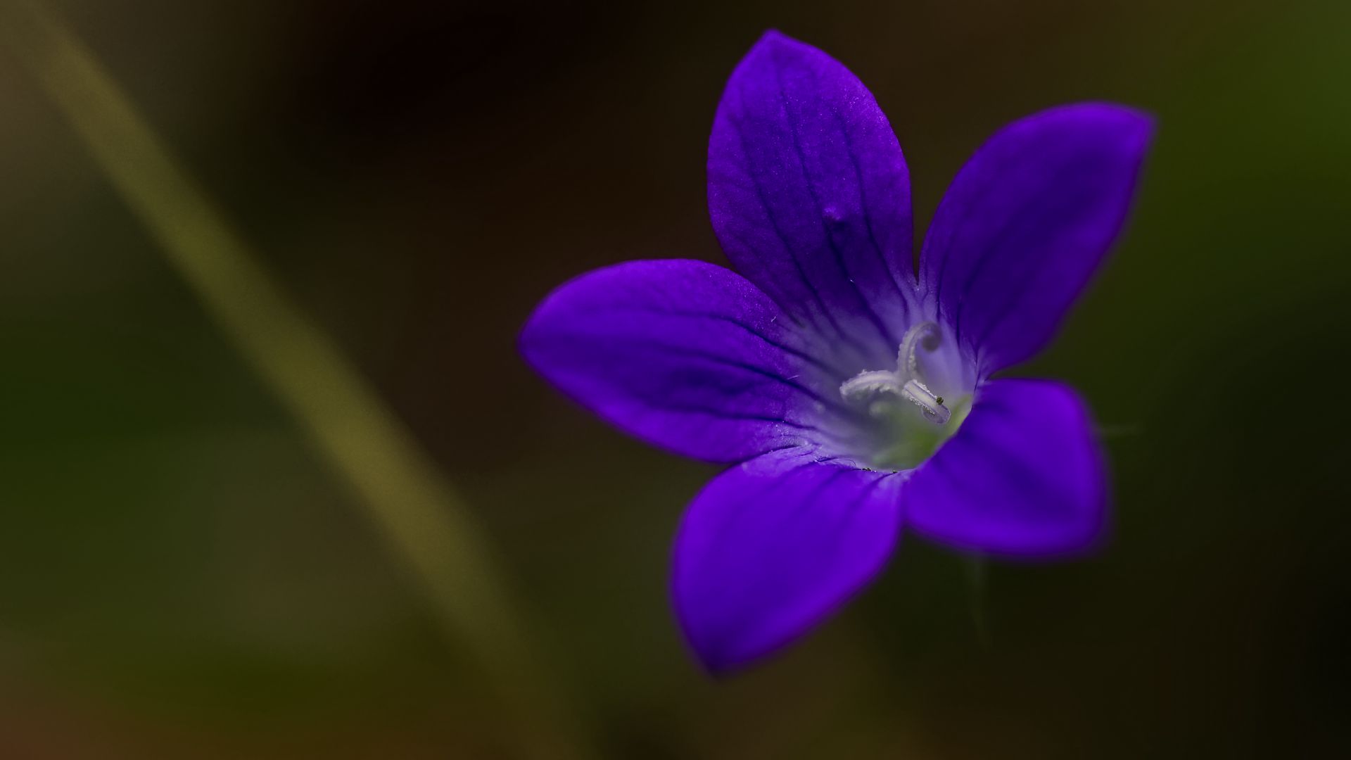 Скачать 1920x1080 колокольчик, цветок, лепестки, фиолетовый обои ...
