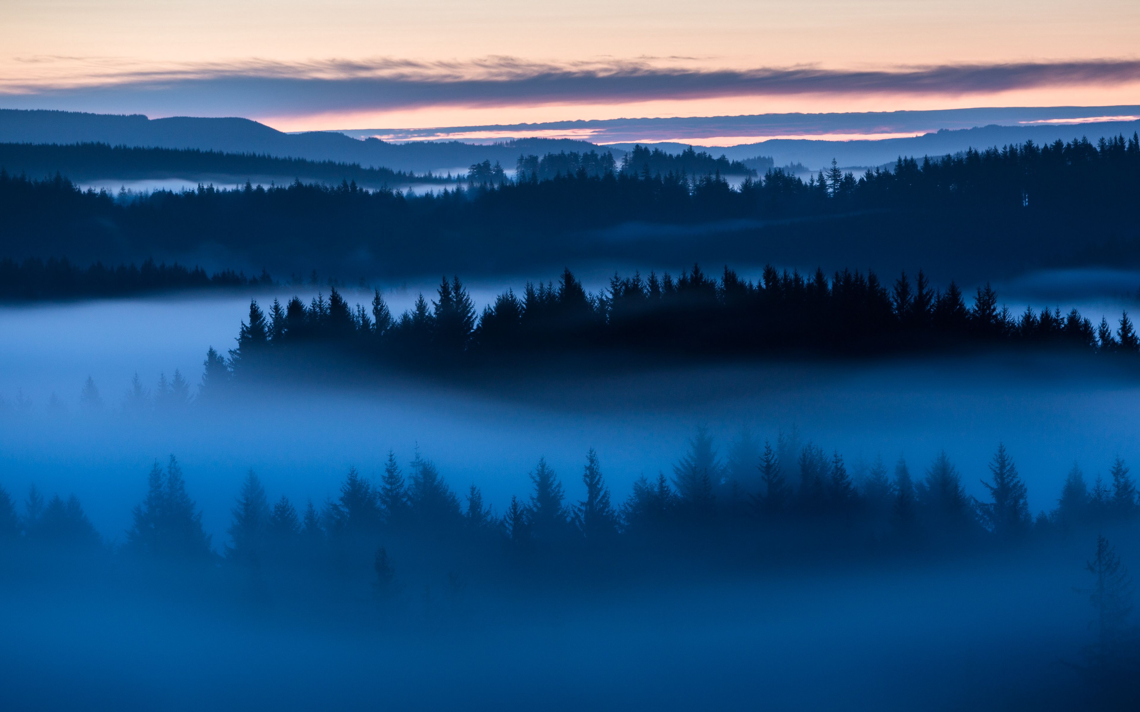 Скачать 3840x2400 лес, деревья, туман, вечер обои, картинки 4k ultra hd ...